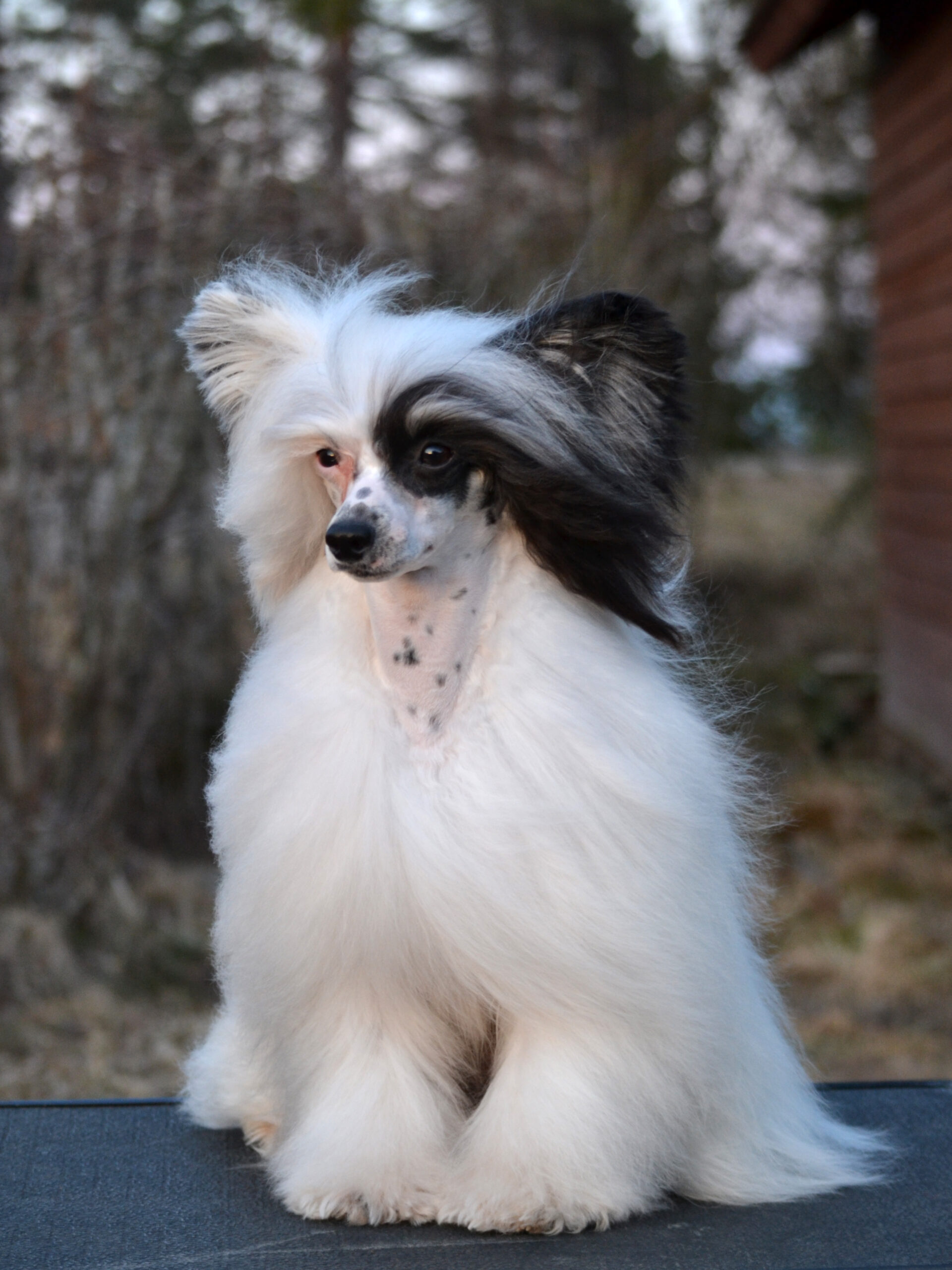 Terveys – Suomen Kiinanharjakoirat Ry